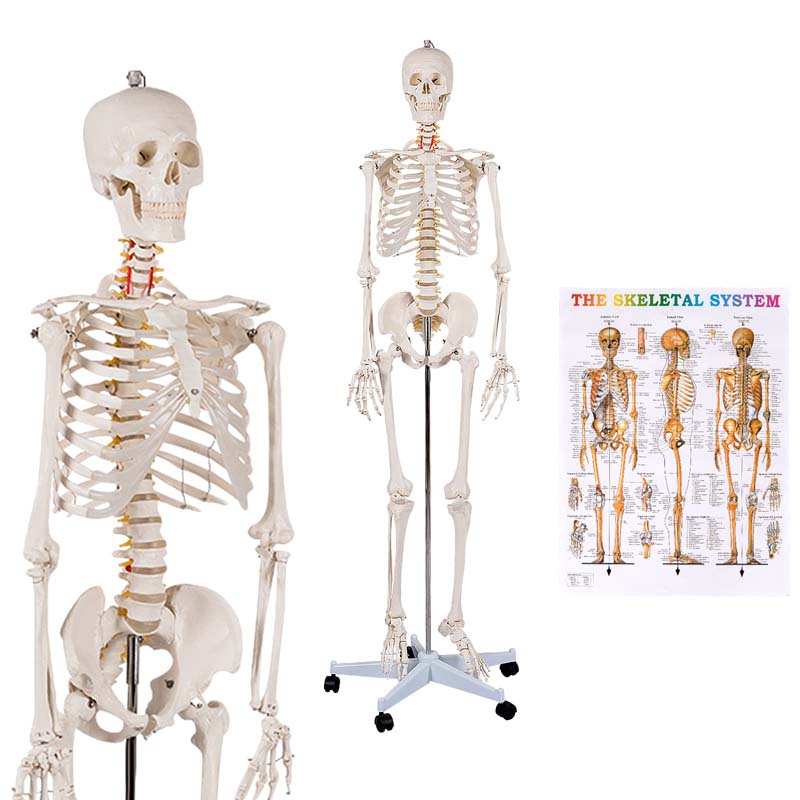 70.8 inch Life Size Human Skeleton Model for Anatomy Sale, Price ...