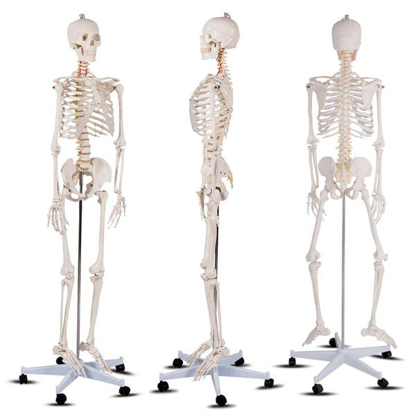 70.8 inch Life Size Human Skeleton Model for Anatomy Sale, Price ...