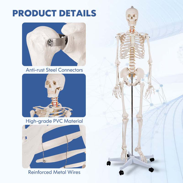 70.8 inch Life Size Human Skeleton Model for Anatomy Sale, Price ...