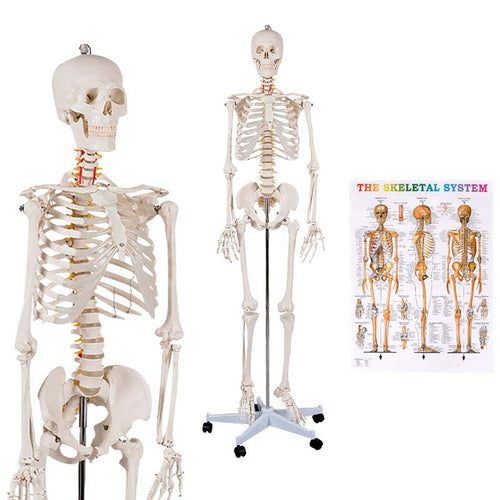 70.8 inch Life Size Human Skeleton Model for Anatomy Sale, Price ...